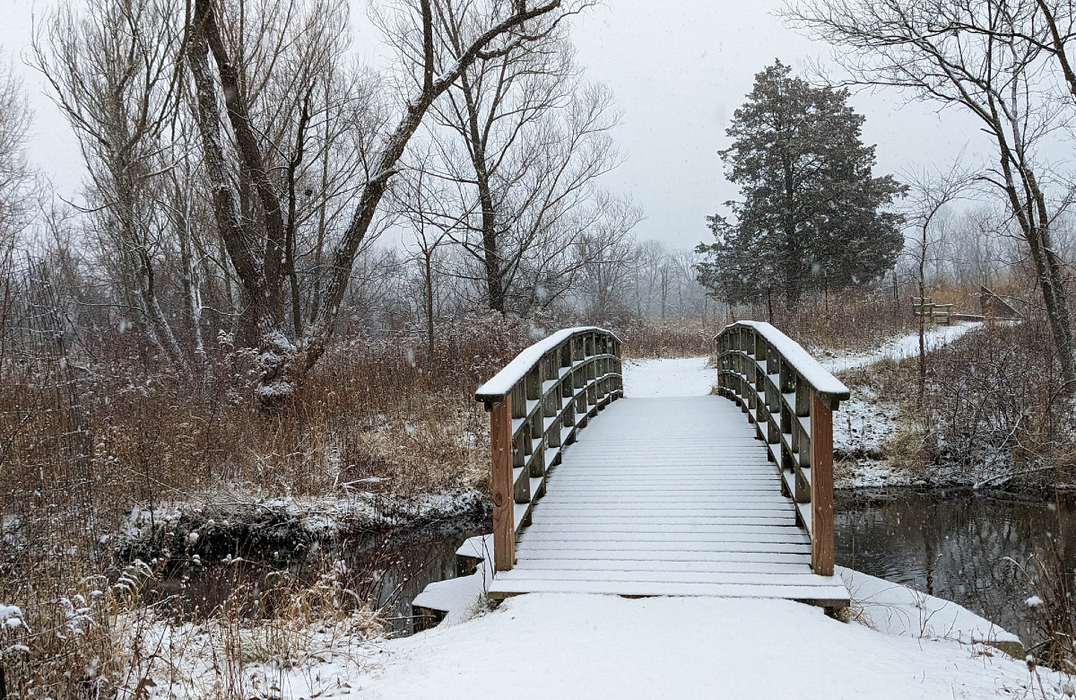 Photo of the Week: First Snowy Day in January - Lireo Designs