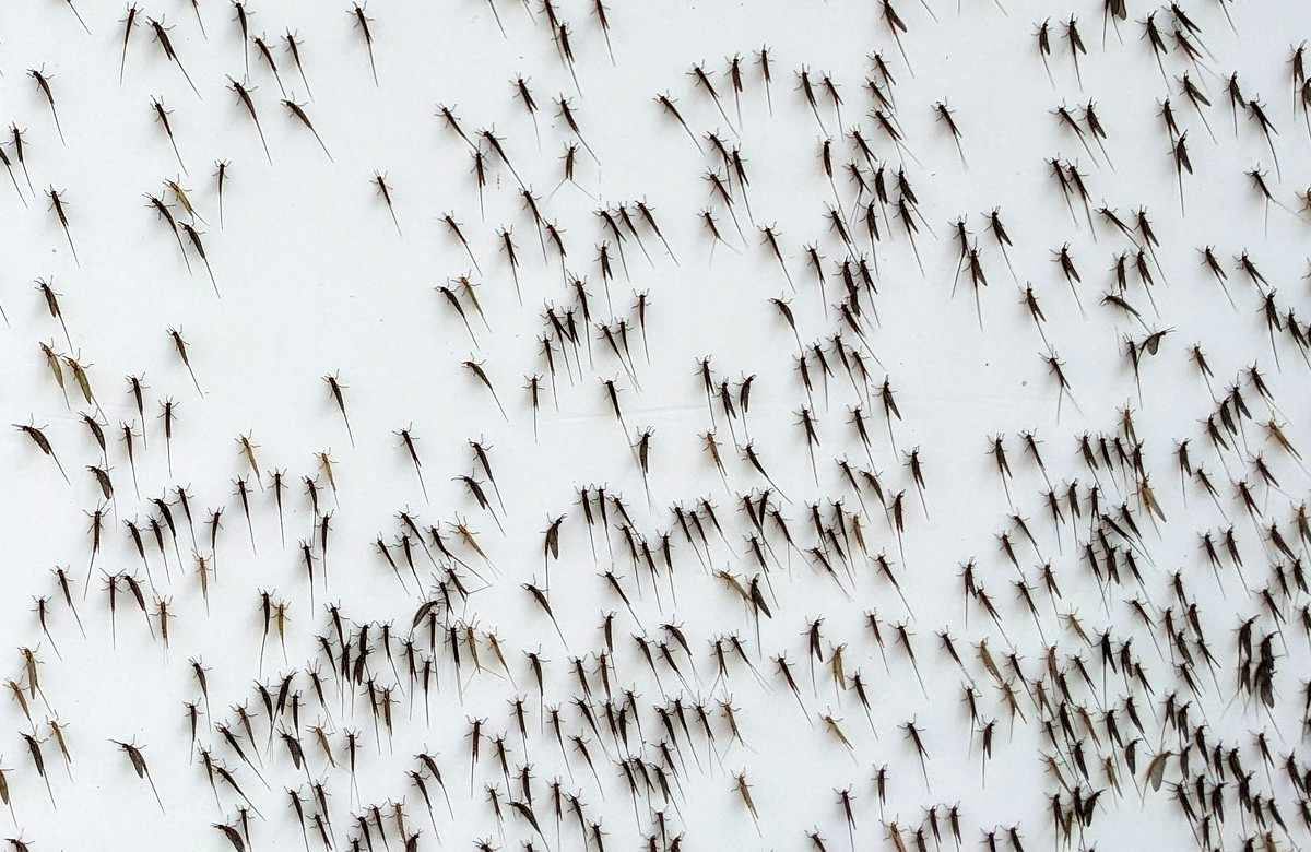 Photo of the Week: Mayfly Season - Lireo Designs