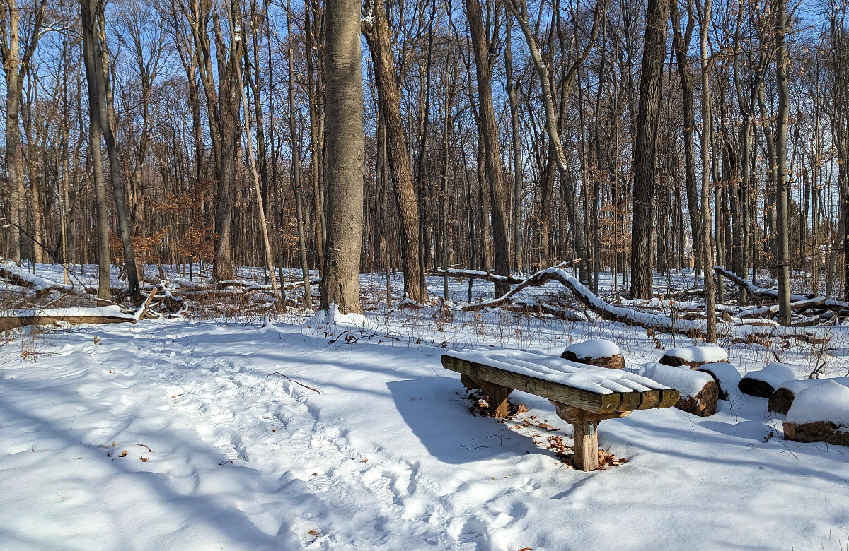 Photo of the Week: Miller Woods in Winter - Lireo Designs