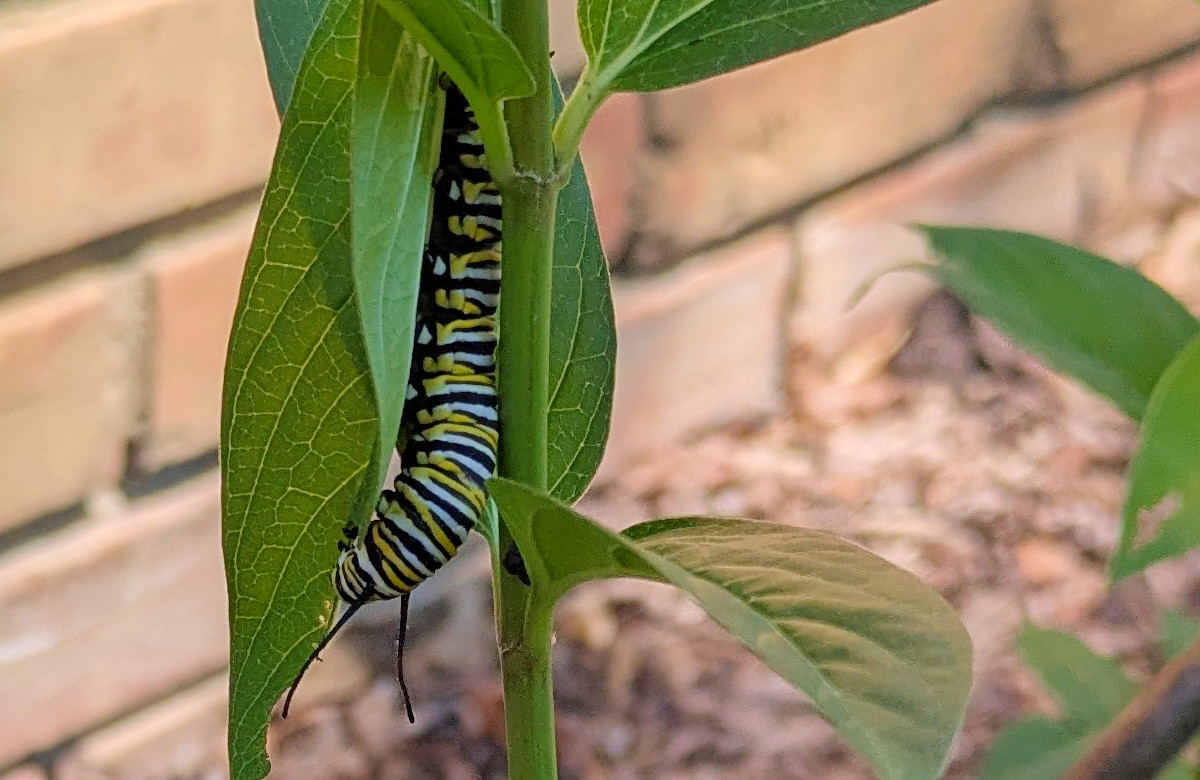 Photo of the Week: First-of-Year Monarch Caterpillar - Lireo Designs