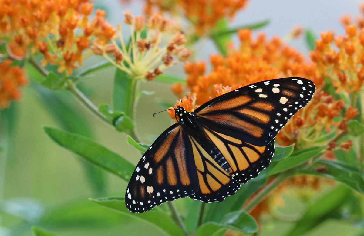 Photo of the Week: Monarch Butterfly on Butterfly Milkweed - Lireo Designs