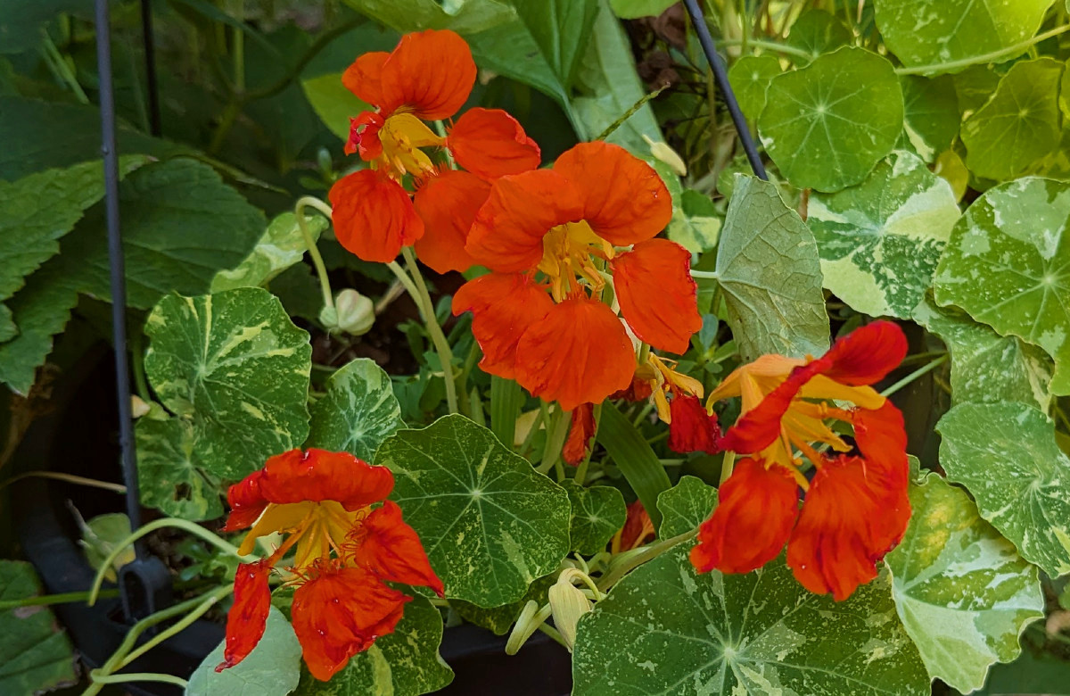 Photo of the Week: Nasturtiums in the Garden - Lireo Designs