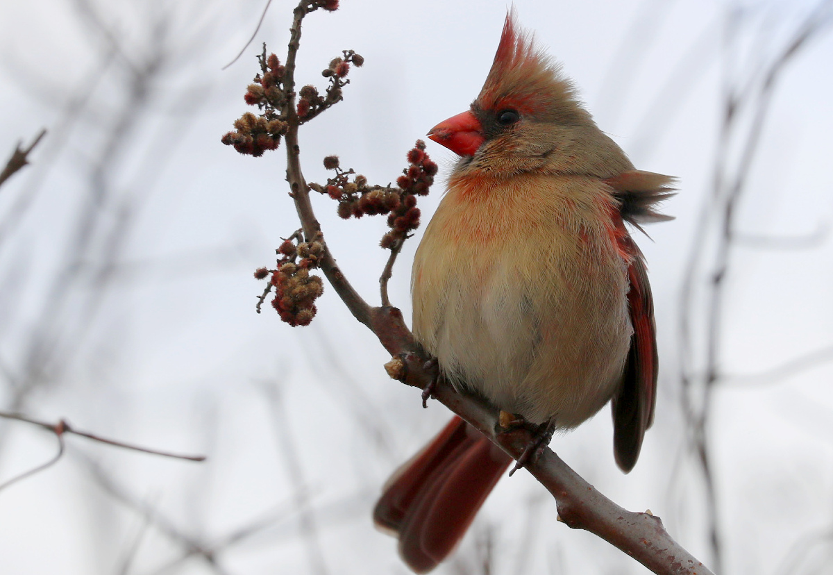 Photo of the Week: Northern Cardinal - Lireo Designs