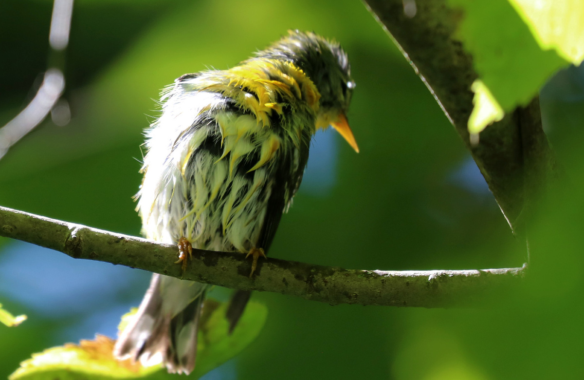 Photo of the Week: Northern Parula - Lireo Designs