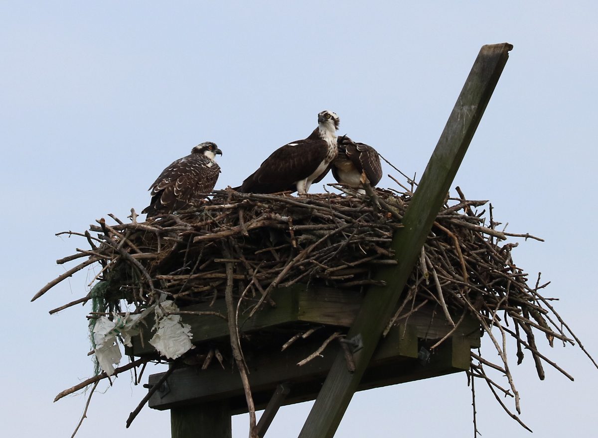 Photo of the Week: Osprey Family on the Move - Lireo Designs