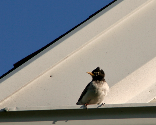 What is that Mystery Bird? - Lireo Designs