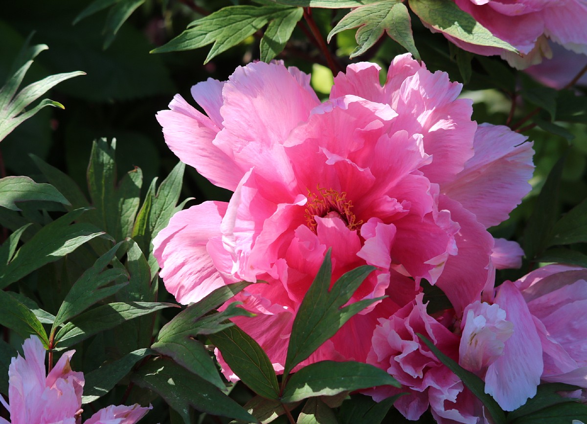 Photo of the Week: Tree Peony in Bloom at Nichols Arboretum - Lireo Designs