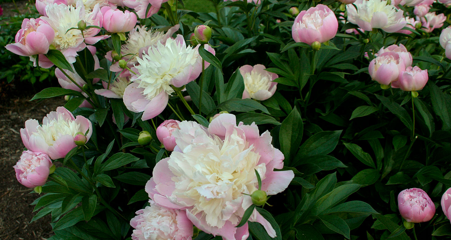 Photo of the Week: Peony Garden, Nichols Arboretum - Lireo Designs