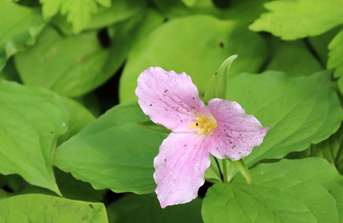 Photo of the Week: Pink Trillium - Lireo Designs