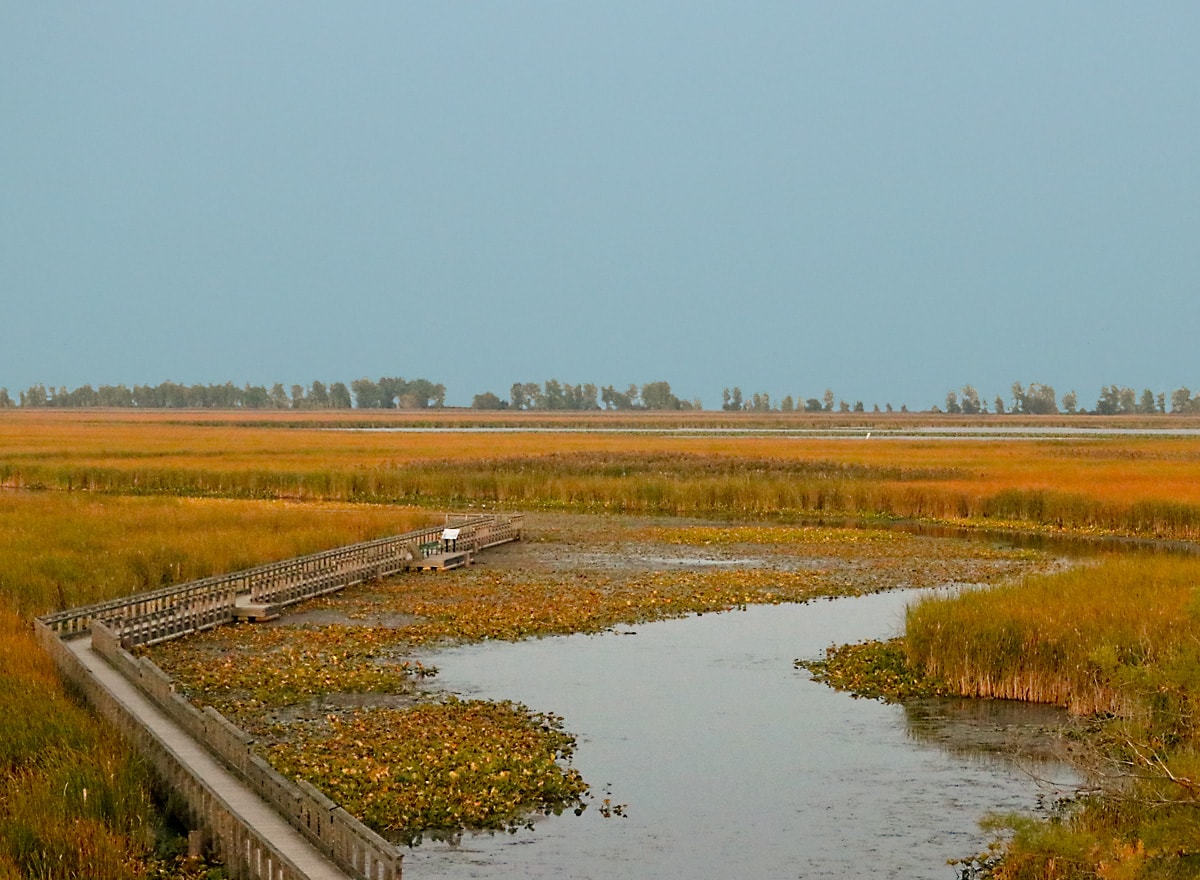 Photo of the Week: Point Pelee National Park - Lireo Designs