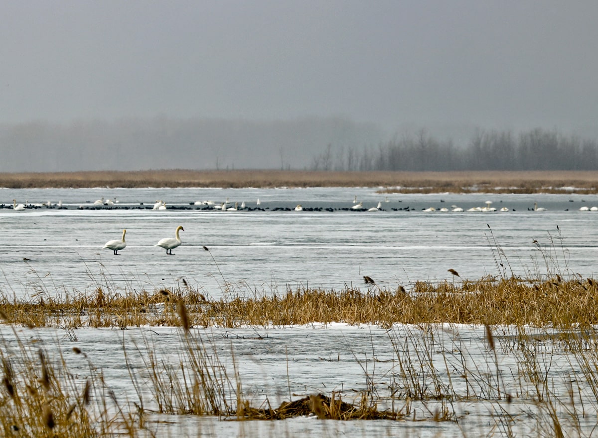 Photo of the Week: Great Backyard Bird Count at Pointe Mouillee - Lireo ...