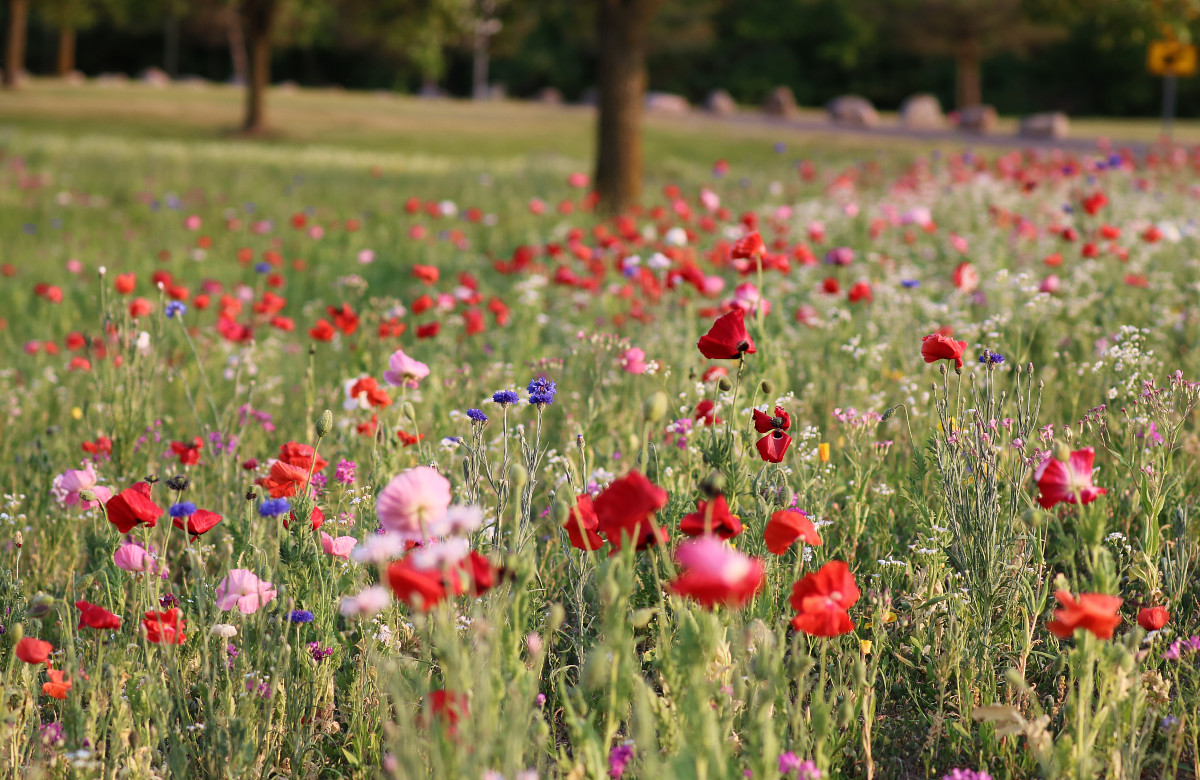 Photo of the Week: Pollinator Garden at Our Public Library - Lireo Designs