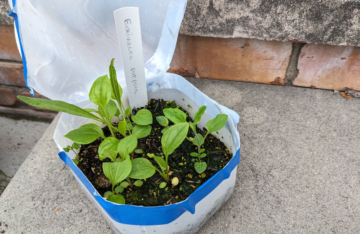 Photo of the Week: Winter Sowing 2024 Results - Lireo Designs