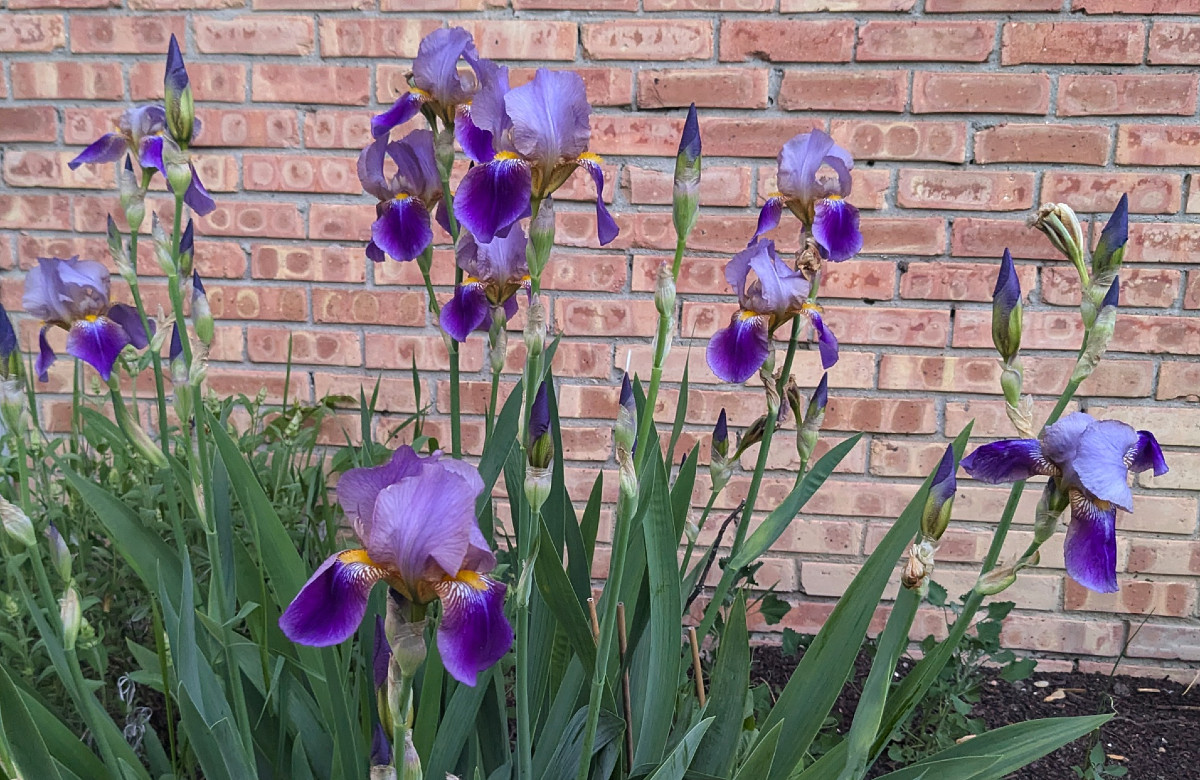 Photo of the Week: Purple Iris in Bloom - Lireo Designs