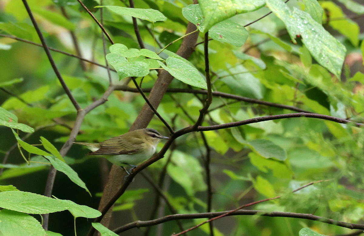 Photo of the Week: Red-eyed Vireo - Lireo Designs