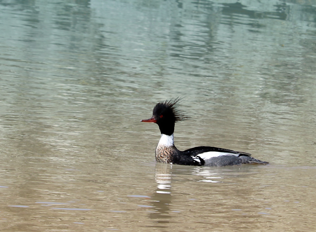 Photo of the Week: Red-breasted Merganser - Lireo Designs