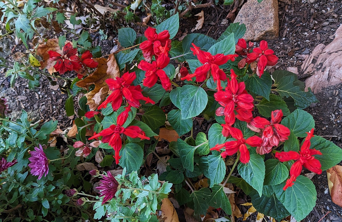 Photo of the Week: Red Salvia in Bloom - Lireo Designs