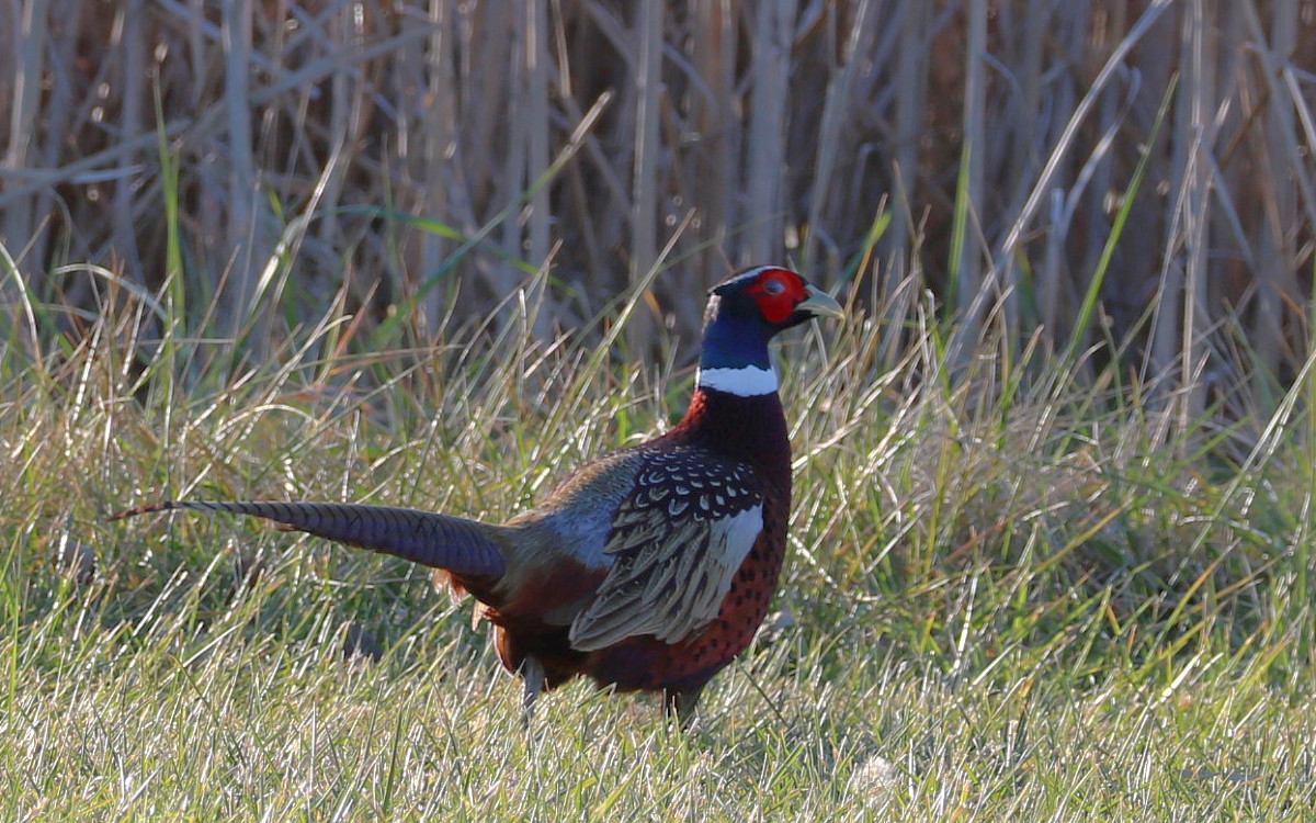 Photo of the Week: Elusive Ring-necked Pheasant - Lireo Designs