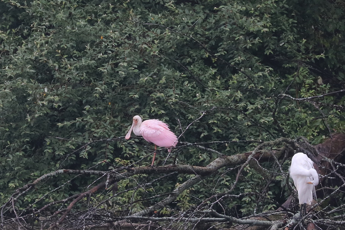 Photo of the Week: Roseate Spoonbill, Rare Bird and First State Record ...