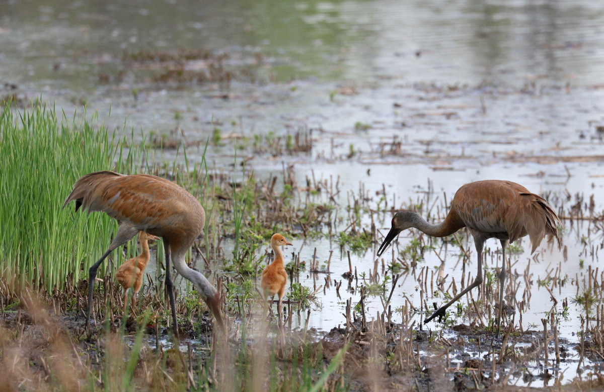 Happy Mother’s Day 2025! - Lireo Designs