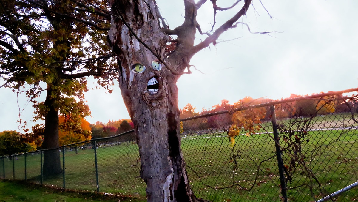 Photo of the Week: Have You Seen the Scary Tree in Ypsilanti? - Lireo ...