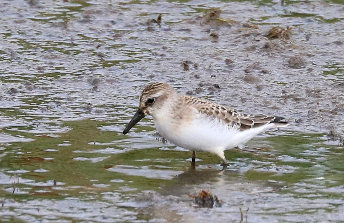 Photo of the Week: Semipalmated Sandpiper at Erie Marsh Preserve ...