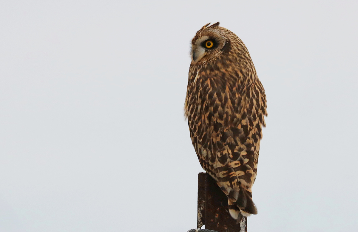 Photo of the Week: Short-eared Owl in Monroe County - Lireo Designs