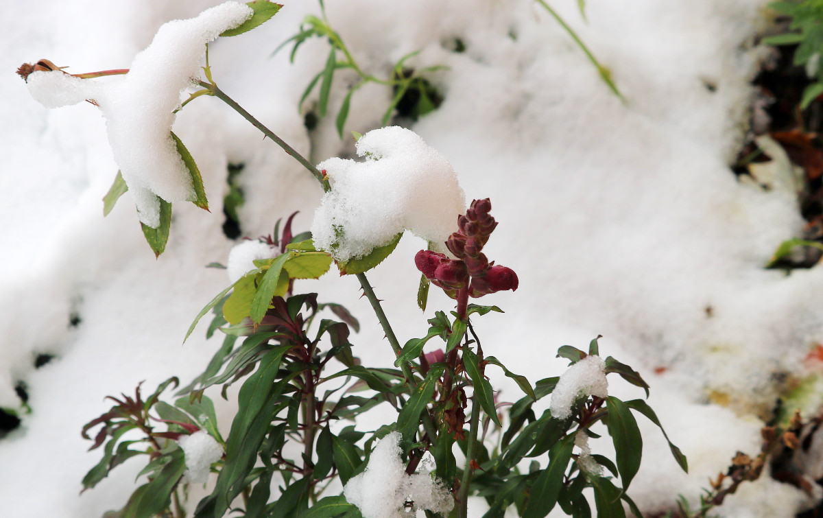 Photo of the Week: Snapdragons in the Snow - Lireo Designs