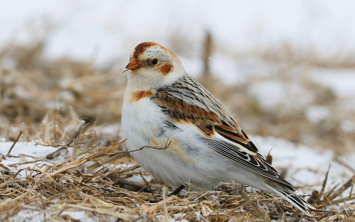 Photo of the Week: Snow Bunting in Winter Plumage - Lireo Designs