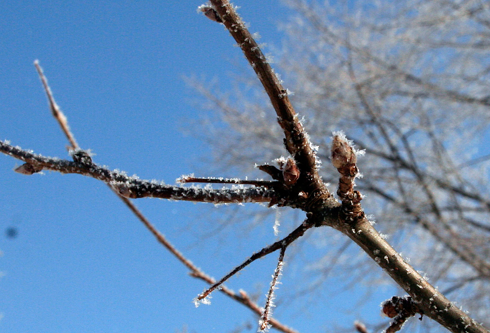 Photo of the Week: Snowflakes on Bradford Pear Buds - Lireo Designs