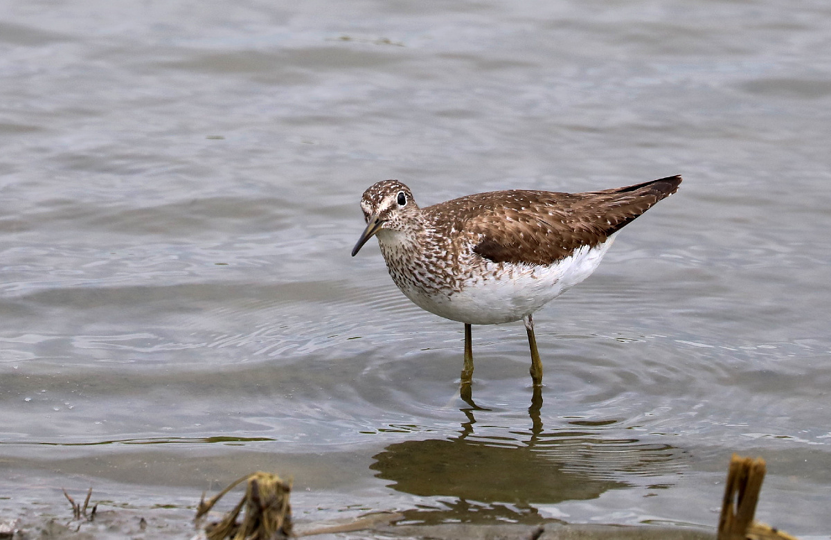 Photo of the Week: Shorebird Migration Begins - Lireo Designs