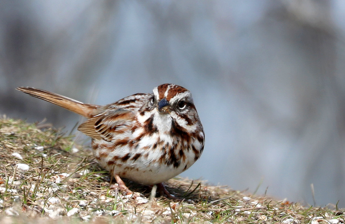 Photo of the Week: Song Sparrow, Sign of Spring - Lireo Designs