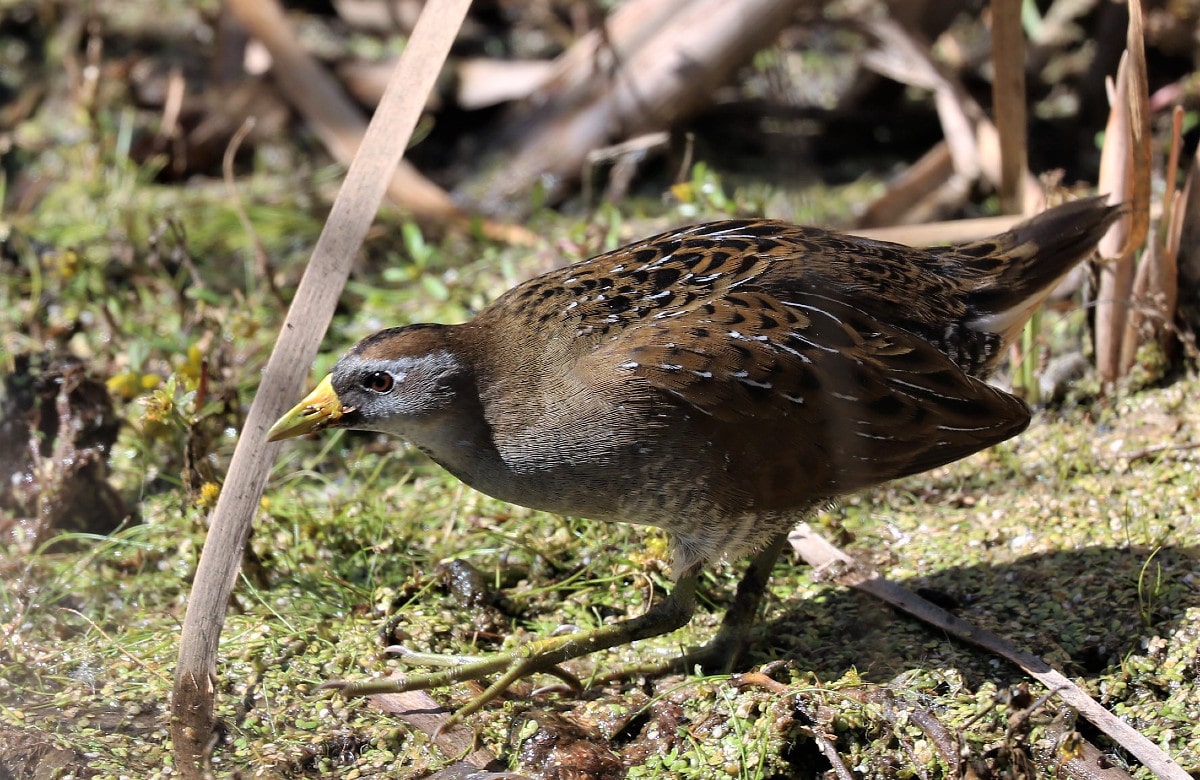 Photo of the Week: Secretive Sora in the Marsh - Lireo Designs