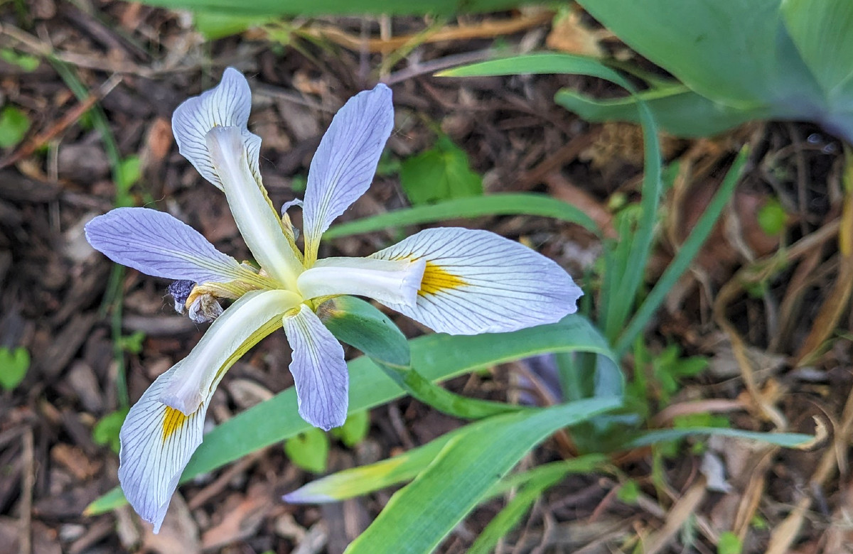 Photo of the Week: Southern Blue Flag - Lireo Designs