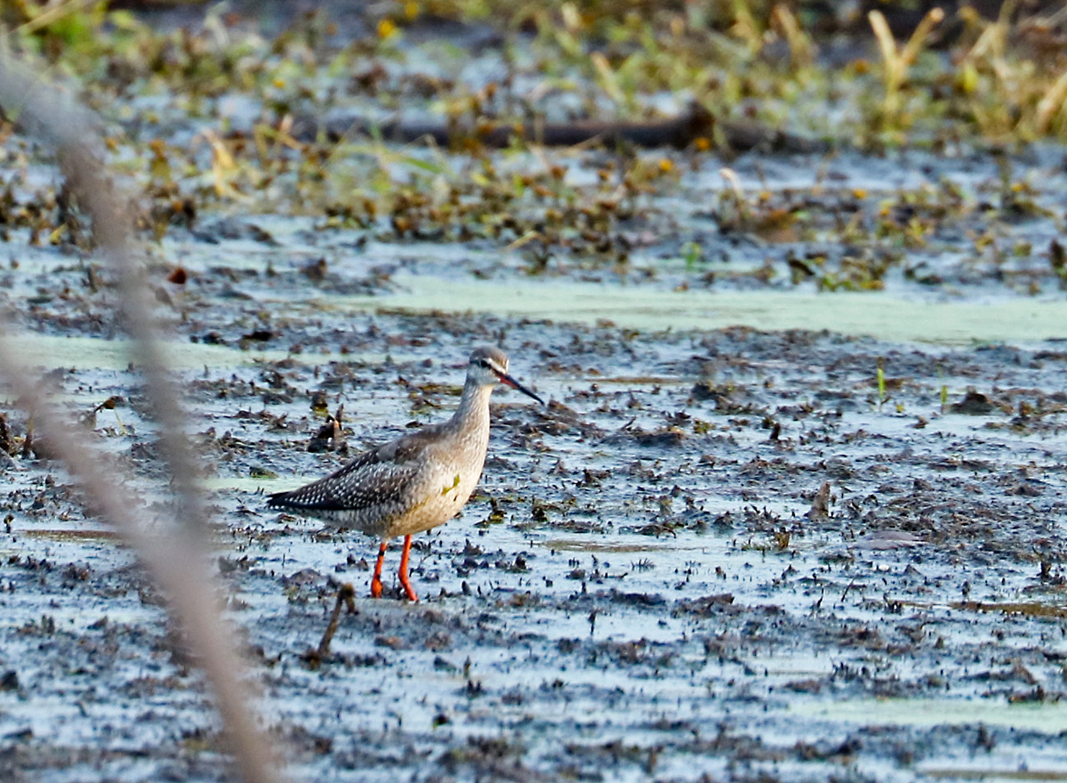 Photo of the Week: Spotted Redshank, Rare Bird in Michigan - Lireo Designs