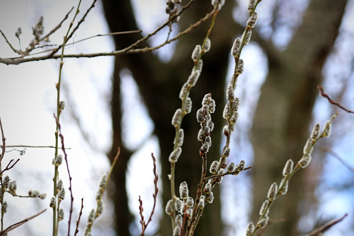 Photo of the Week: Spring Buds are Bursting - Lireo Designs