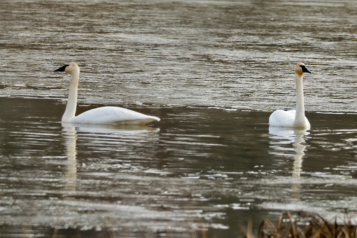 Photo of the Week: Trumpeter Swans Return for Winter - Lireo Designs