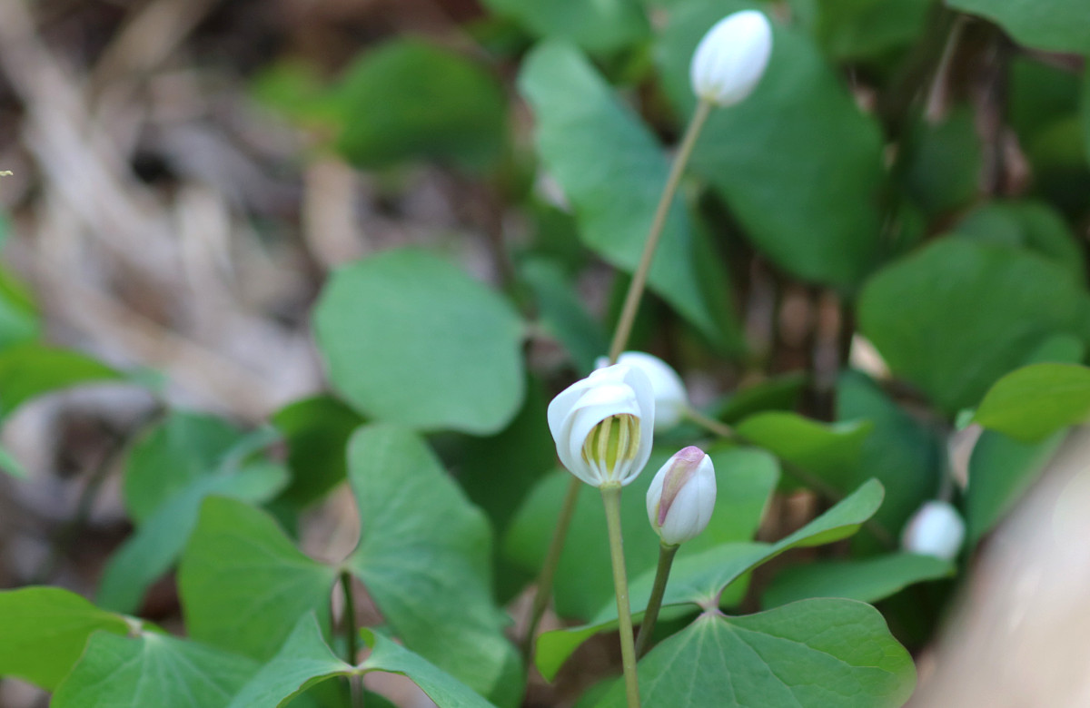 Photo of the Week: Twinleaf, Spring Wildflower - Lireo Designs