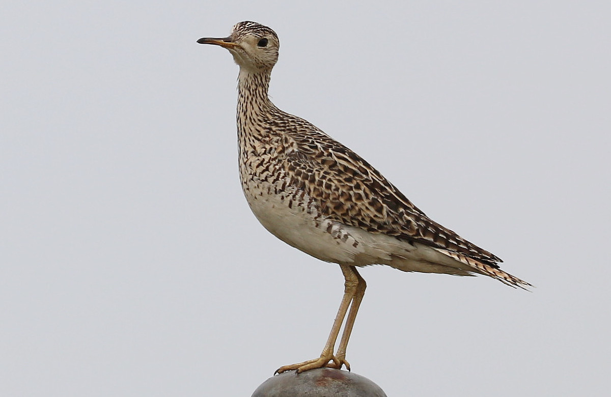 Photo of the Week: Upland Sandpiper, Long Distance Traveler - Lireo Designs