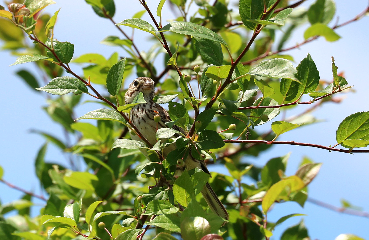 Photo of the Week: Vesper Sparrow - Lireo Designs