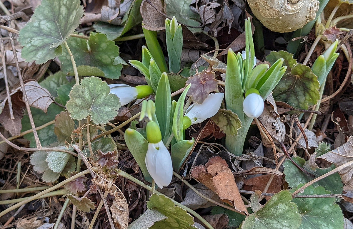 Photo of the Week: Snowdrops in Bloom, Finally - Lireo Designs