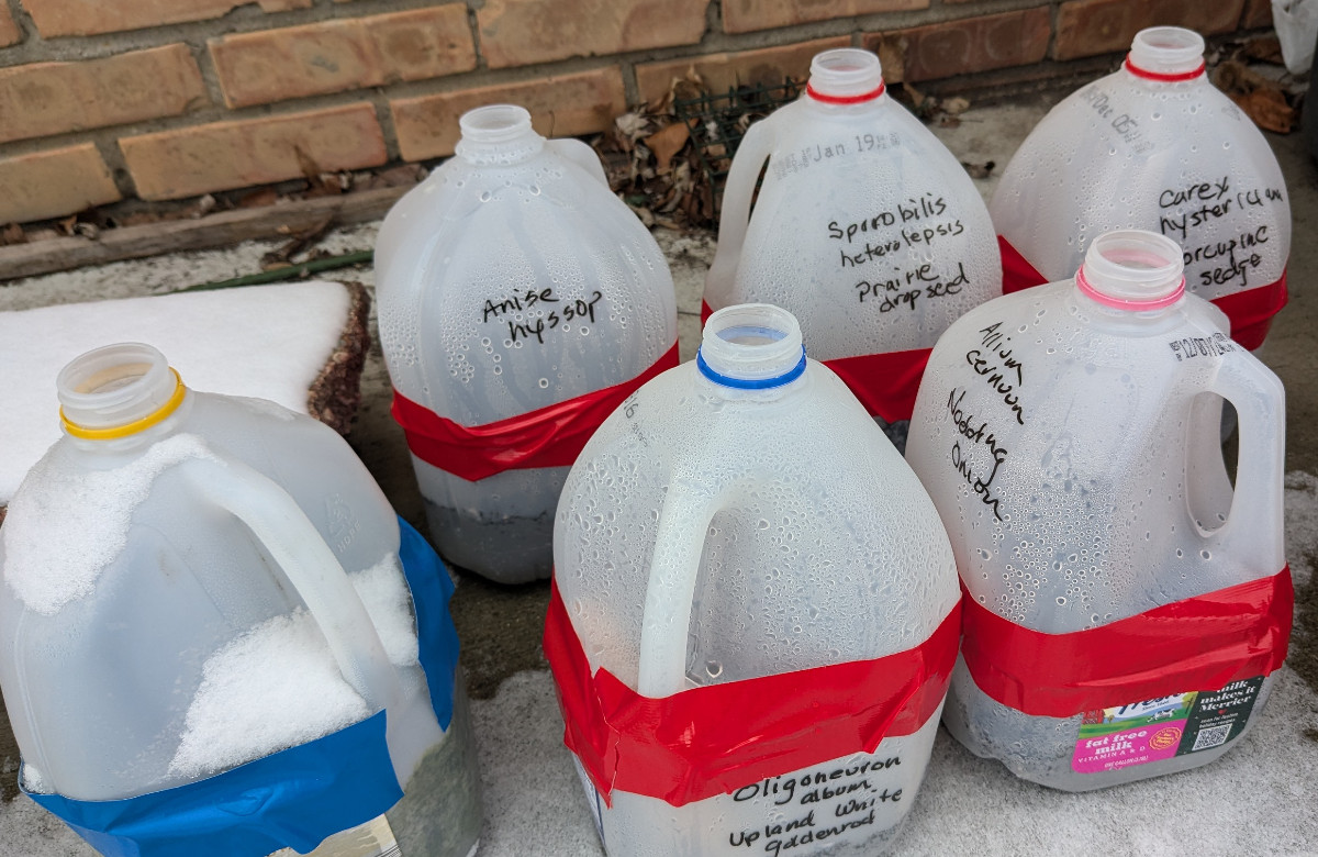 Photo of the Week: Winter Sowing 2025 - Lireo Designs