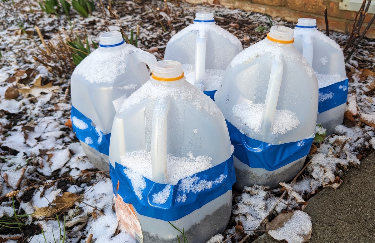 Photo of the Week: Winter Sowing 2024 - Lireo Designs