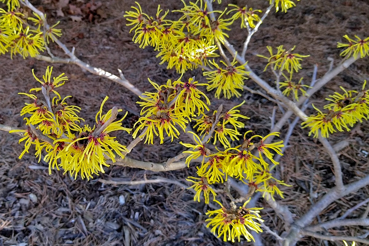 Photo of the Week: Witch Hazel in Bloom - Lireo Designs